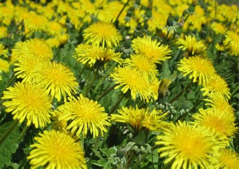 Reproducción Asexual En Plantas Tipos Ejemplos Ventajas Y Claves