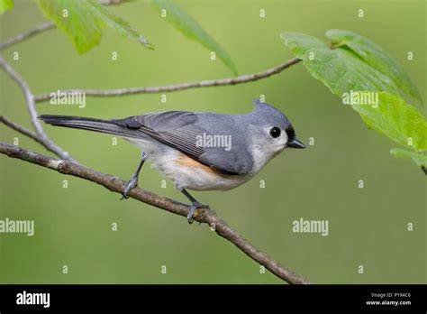 Tufted Titmouse Baeolophus Bicolor Perched In Witch Hazel Grand