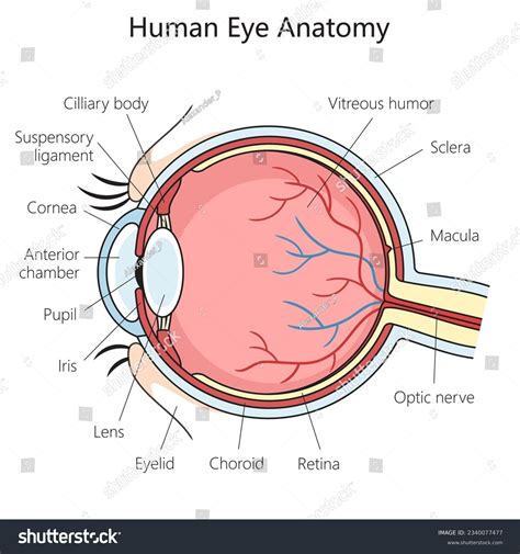Pink Eye Diagram