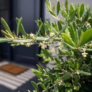 Best Olive Trees For Florida 5 Varieties That Thrive