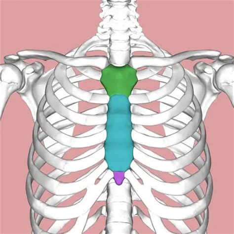 Sternum Fracture Symptoms Causes Therapy And Consequences Health