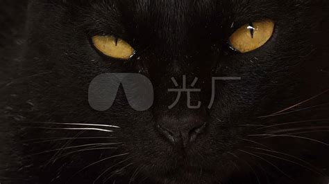 黑猫恐怖的猫眼神眼睛特写对望看镜头纯黑色3840x2160高清视频素材下载编号5984649实拍视频光厂vj师网