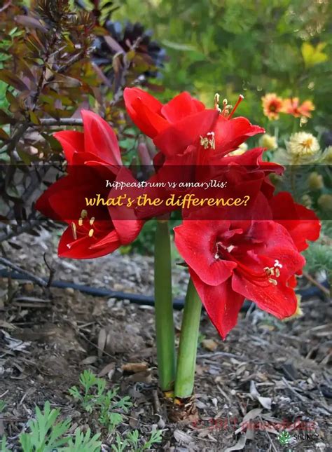 Hippeastrum Vs Amaryllis Key Differences Care Tips And Choosing The