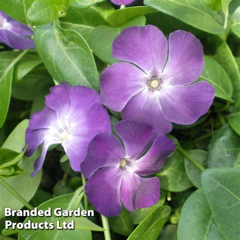 Vinca Minor Suttons
