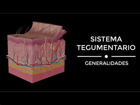 Cómo Está Formado El Sistema Tegumentario Estructura Y Funciones