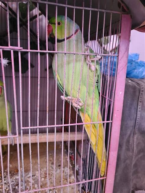 Ringneck Breeder Pair Parrots 1097061944