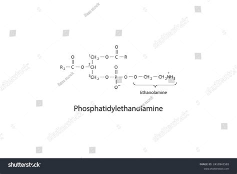 Molecular Schematic Structure Phosphatidylethanolamine White Scientific Stock Vector Royalty