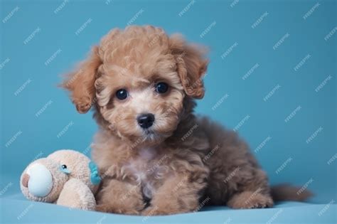 Premium Photo Adorable Little Poodle With A Teddy Bear Toy On A Blue Surface
