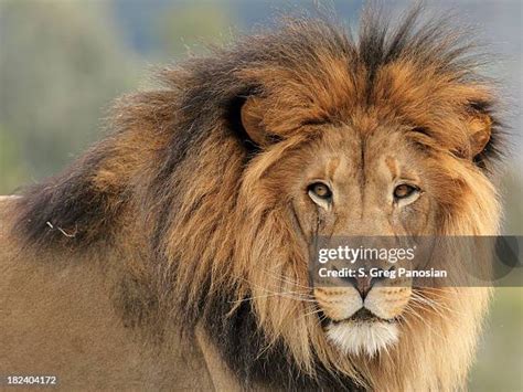 Male Lion Mane