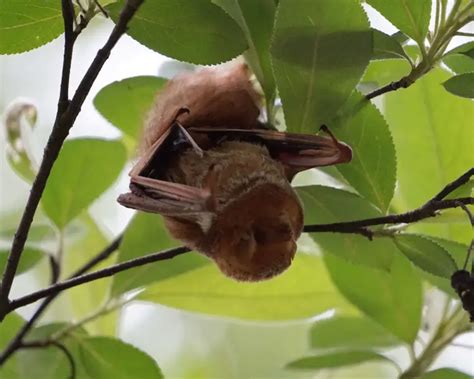 Eastern Red Bat Zoopedia Wiki Fandom