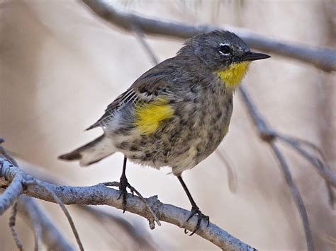 Avithera Some Northern California Birds