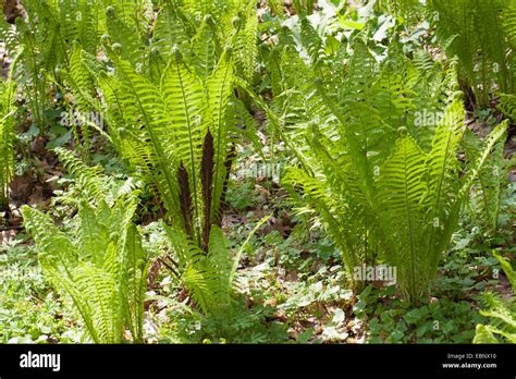 European Ostrich Fern Ostrich Fern Matteuccia Struthiopteris With