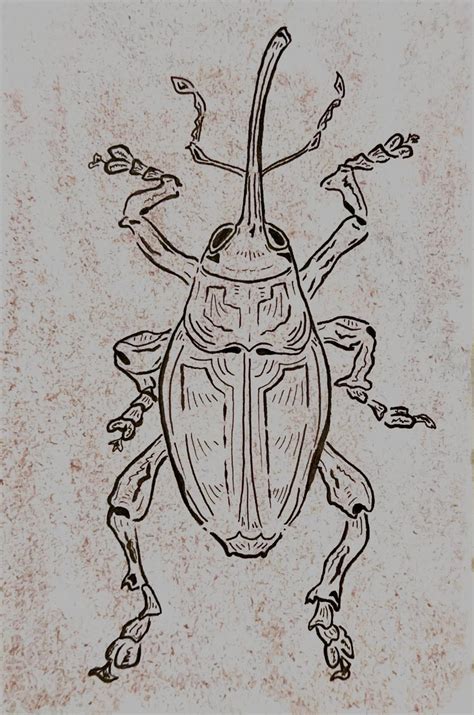 Acorn Weevil R Insectart