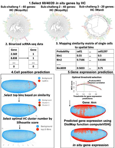 Figure From Previously Titled An Unsupervised Learning Method For Reconstructing Cell Spatial