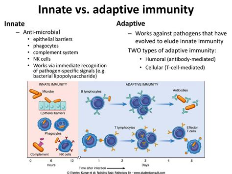 Ppt Diseases Of The Immune System And Neoplastic Disease Powerpoint Presentation Id 2013671