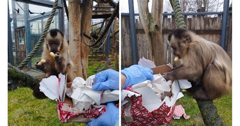 Маймуните в зоопрка с подаръци за Коледа