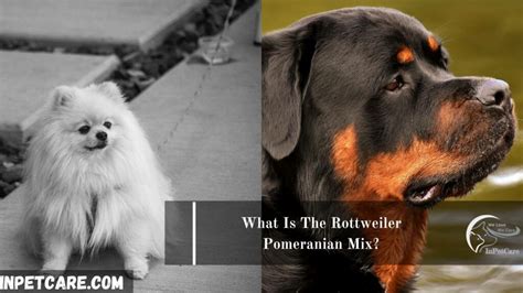 Rottweiler Pomeranian Mix