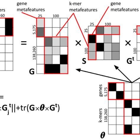The Matrix Tri Factorization Scheme Amr Non Amr And Amr Homologous Download Scientific