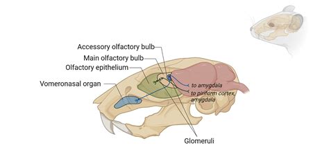 84 The Olfactory System Social Sci Libretexts