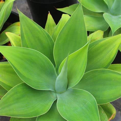 Agave Ellemeetiana Tohumu 7363 Tl