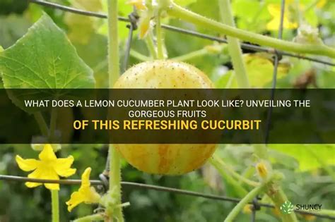What Does A Lemon Cucumber Plant Look Like Unveiling The Gorgeous Fruits Of This Refreshing