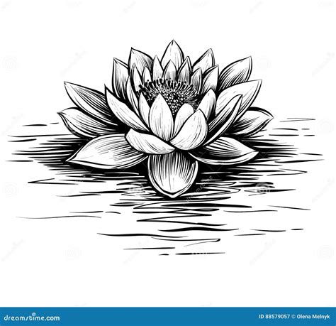 Water Lily On The Lake Hand Drawing Cartoon Vector