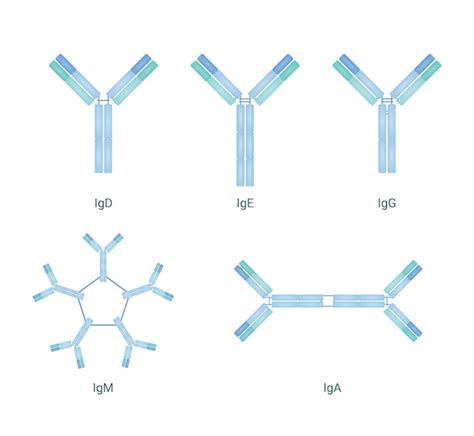 5 Types Of Antibodies Classified Into Igg Igm Iga Igd And Ige Premium Vector