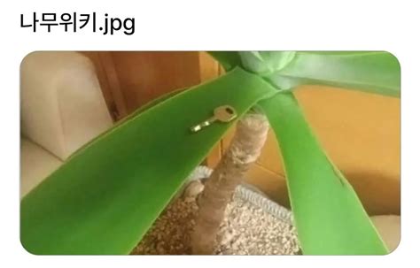 나무위키 특 촬스의 이슈와 유머