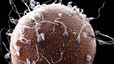 A Girl s Guide to 21st Century Sex sorozat 2006 Kritikák videók szereplők MAFAB hu