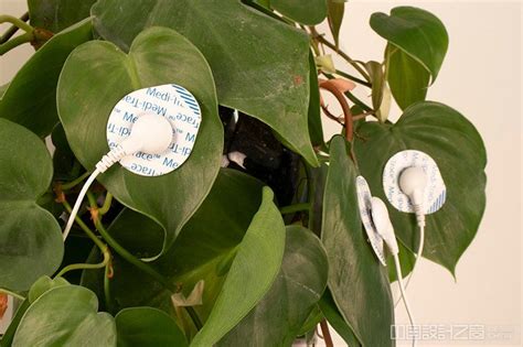 活体植物变成了工业机器人 PSD素材网