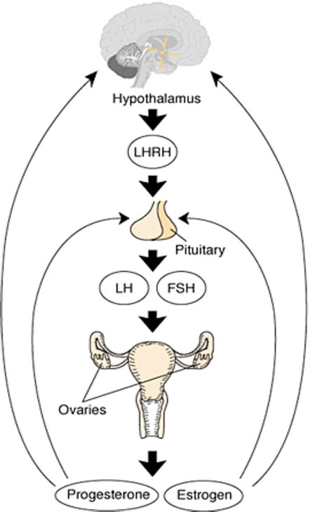 Luteinizing Hormone Dr Zaar