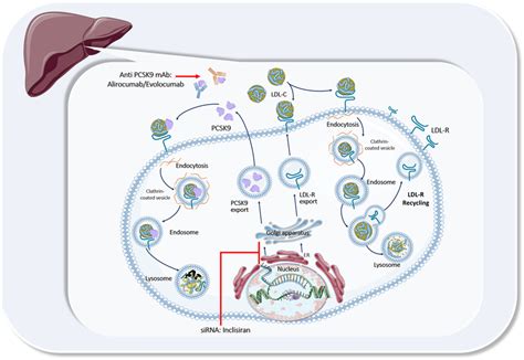 Pcsk9 Targeted Approach For Prevention Of Atherosclerotic Download