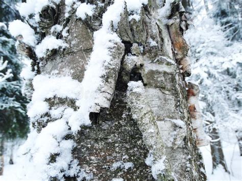 Bark Tree Winter In Snow Frost Stock Photo Image Of Card Texture