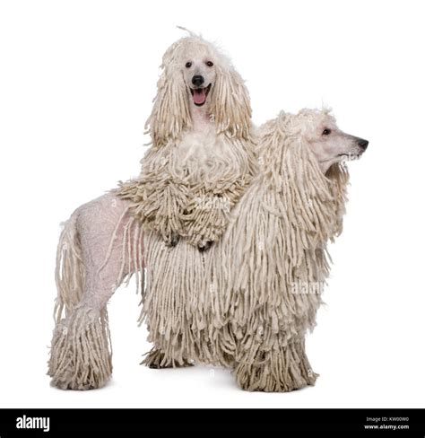 Standard Poodle Long Hair