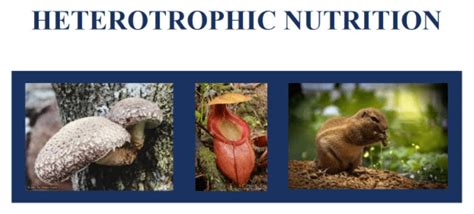 Difference Between Autotrophic And Heterotrophic Nutrition