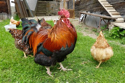Red Mites Best Understanding And Combating Red Mites In Chicken Coops