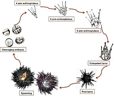 Echinoderms Reproduction