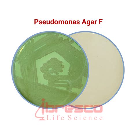 Agar Pseudomonas