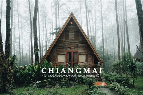 [ธรรมชาติฮิลใจ] ยอนดีต้อนรับสู้ ฤดูหมอกขาว กลางป่าสน สวนป่าดอยบ่อหลวง จ เชียงใหม่ วันนี้เรามา