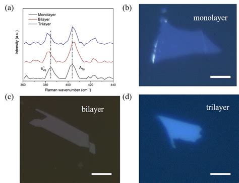 Figure S3 A Raman Spectra Of Monolayer Bilayer And Trilayer Mos2 Download Scientific