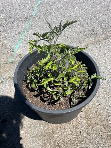Tomato Plant Nutrient Deficiencies Rtomatoes