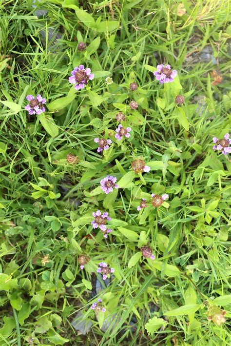 Foraging Self Heal And Ways To Use It
