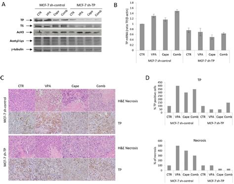 Role Of Tp Expression On Pharmacodynamic Effects In Xenograft Tumors