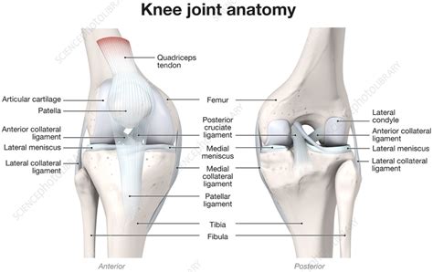 Knee Joint Anatomy Illustration Stock Image F043 3810 Science Photo Library