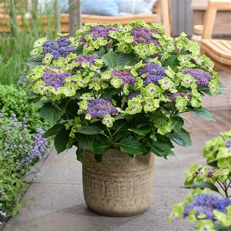 Magical Edgy Green Hydrangea Macrophylla Stars Hoko Breeding