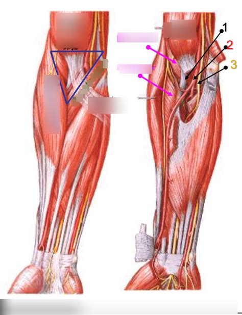 Cubital Fossa Boundaries Diagram Quizlet