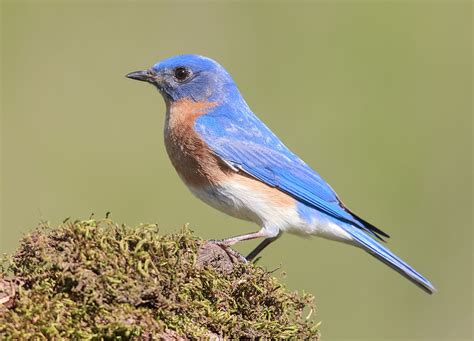 Птица с голубым брюшком 33 фото красивые фото и картинки Pofoto Club