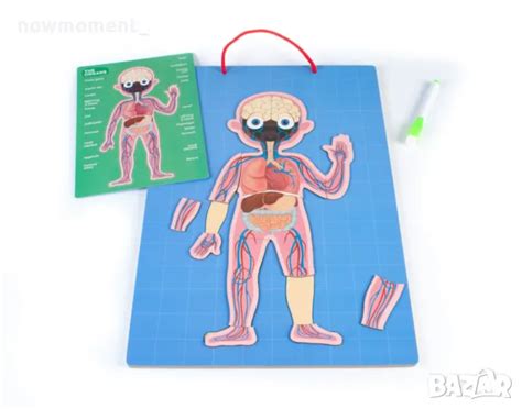 Магнитна дъска с човешкото тяло в Рисуване и оцветяване в гр Свищов Id49151613 Bazar Bg