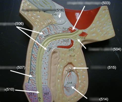 Lab Exercise 7 Flashcards Quizlet
