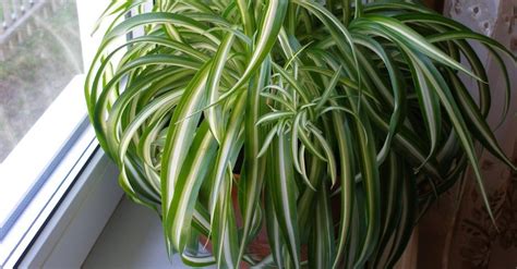 5 მცენარე რომლებიც შესანიშნავად ატენიანებენ ჰაერს ბინაში